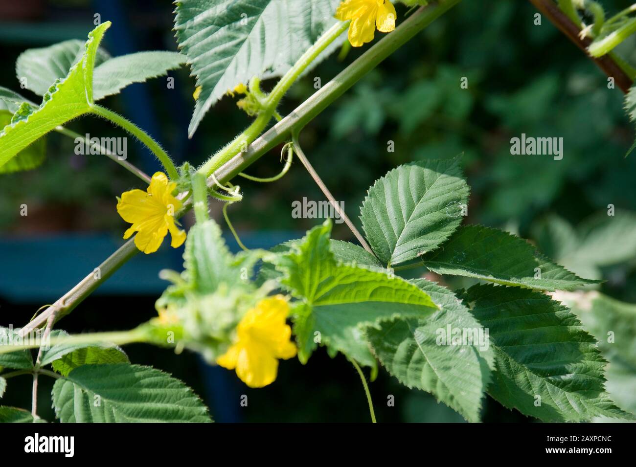 Cucumber plant flower hi-res stock photography and images - Alamy