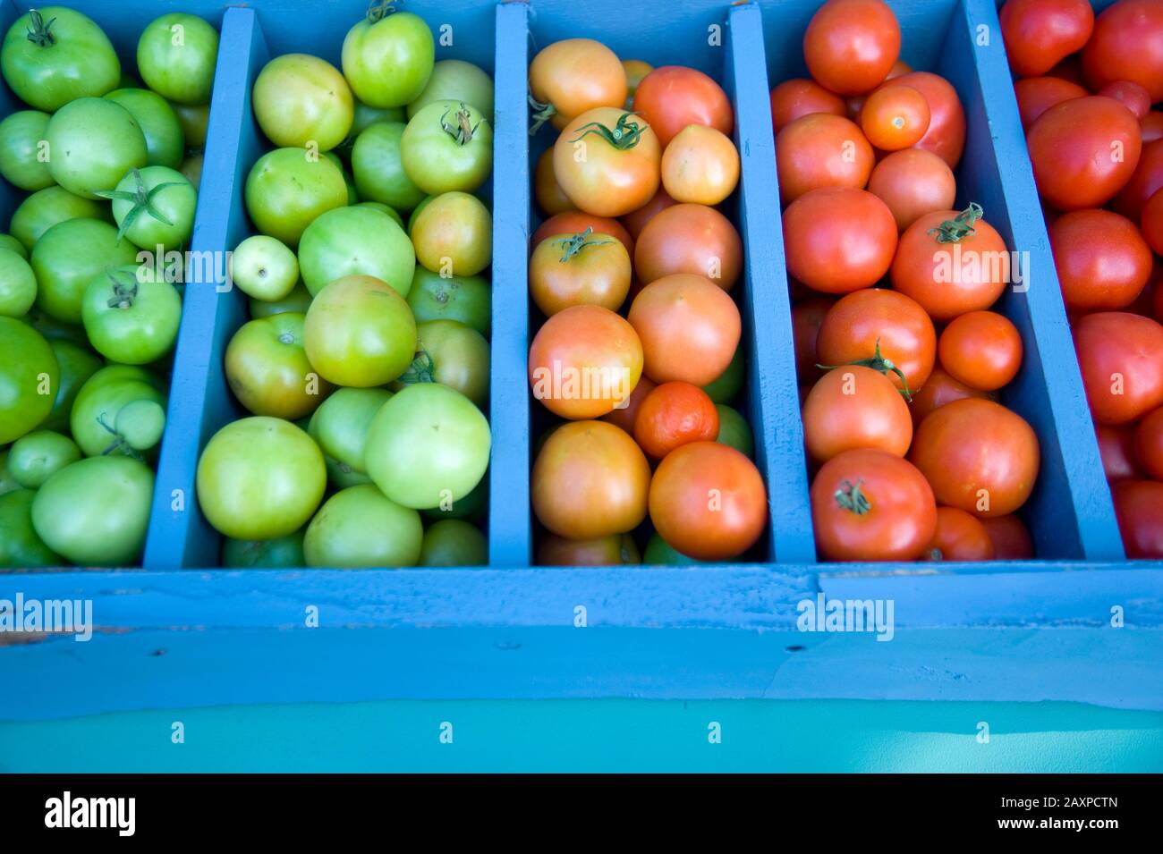 Tomatoes in a storage box, different degrees of ripeness Stock Photo ...