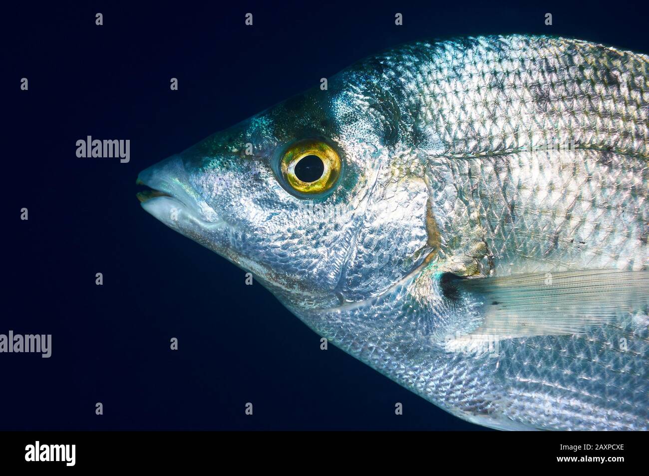 Sargo picudo hi-res stock photography and images - Alamy