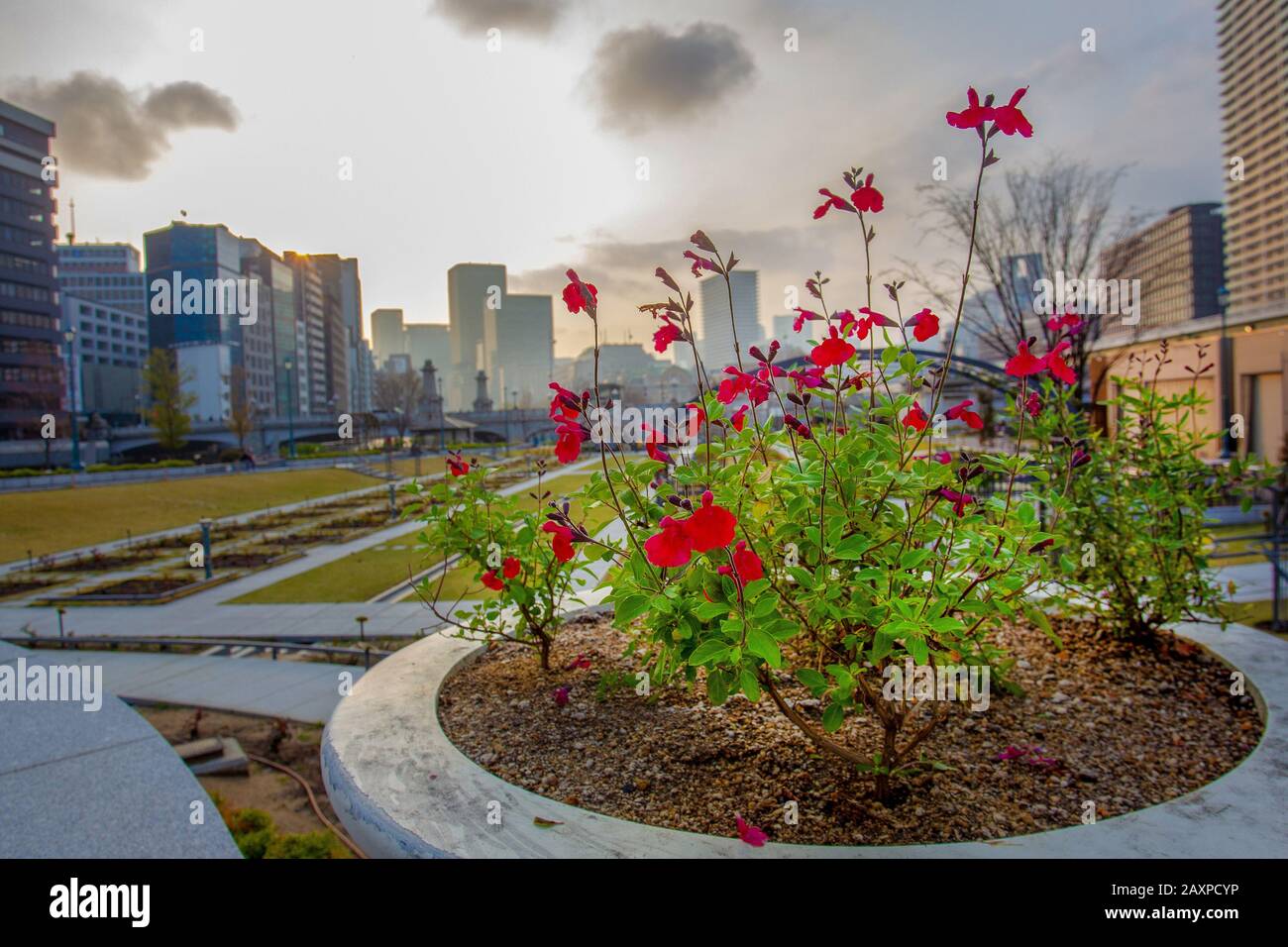 Beautiful Nakanoshima Rose Garden garden in Osaka Osaka. Beginning of ...