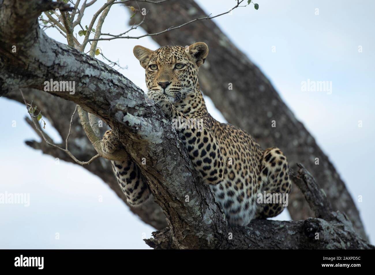 African leopard (Panthera pardus pardus) up a tree Stock Photo - Alamy
