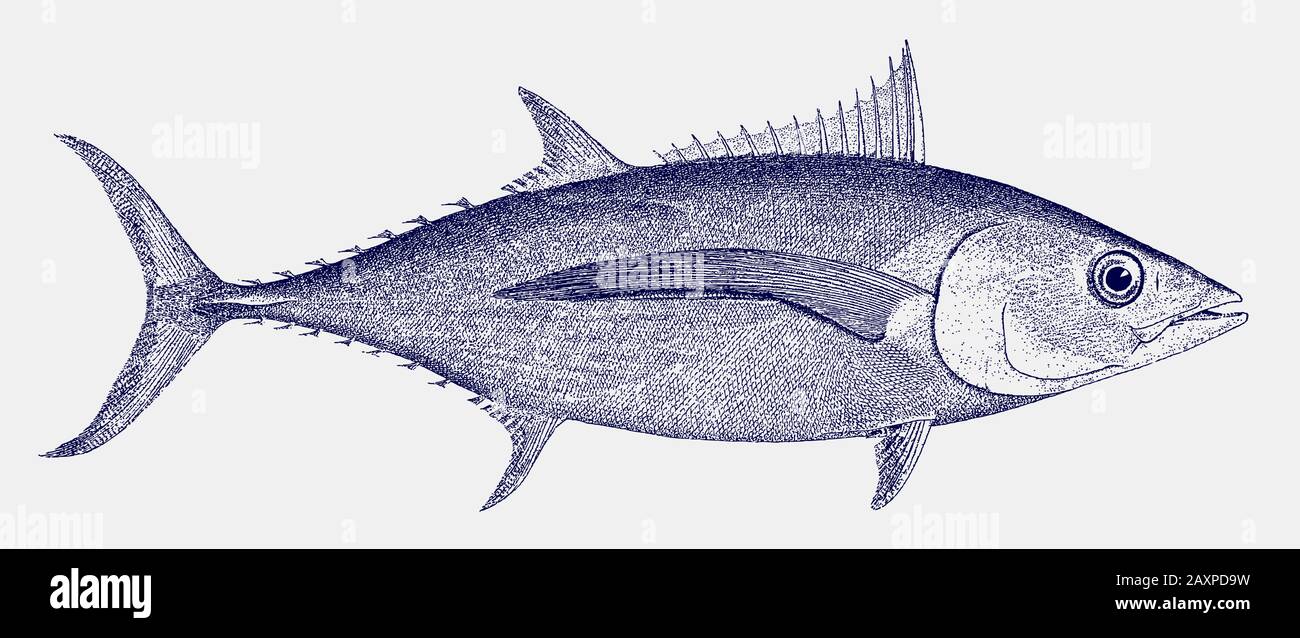 Albacore tuna fish thunnus alalunga hi-res stock photography and images ...