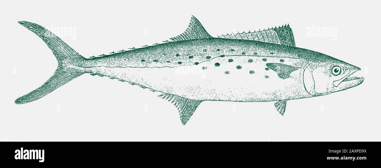 King Mackerel Vector