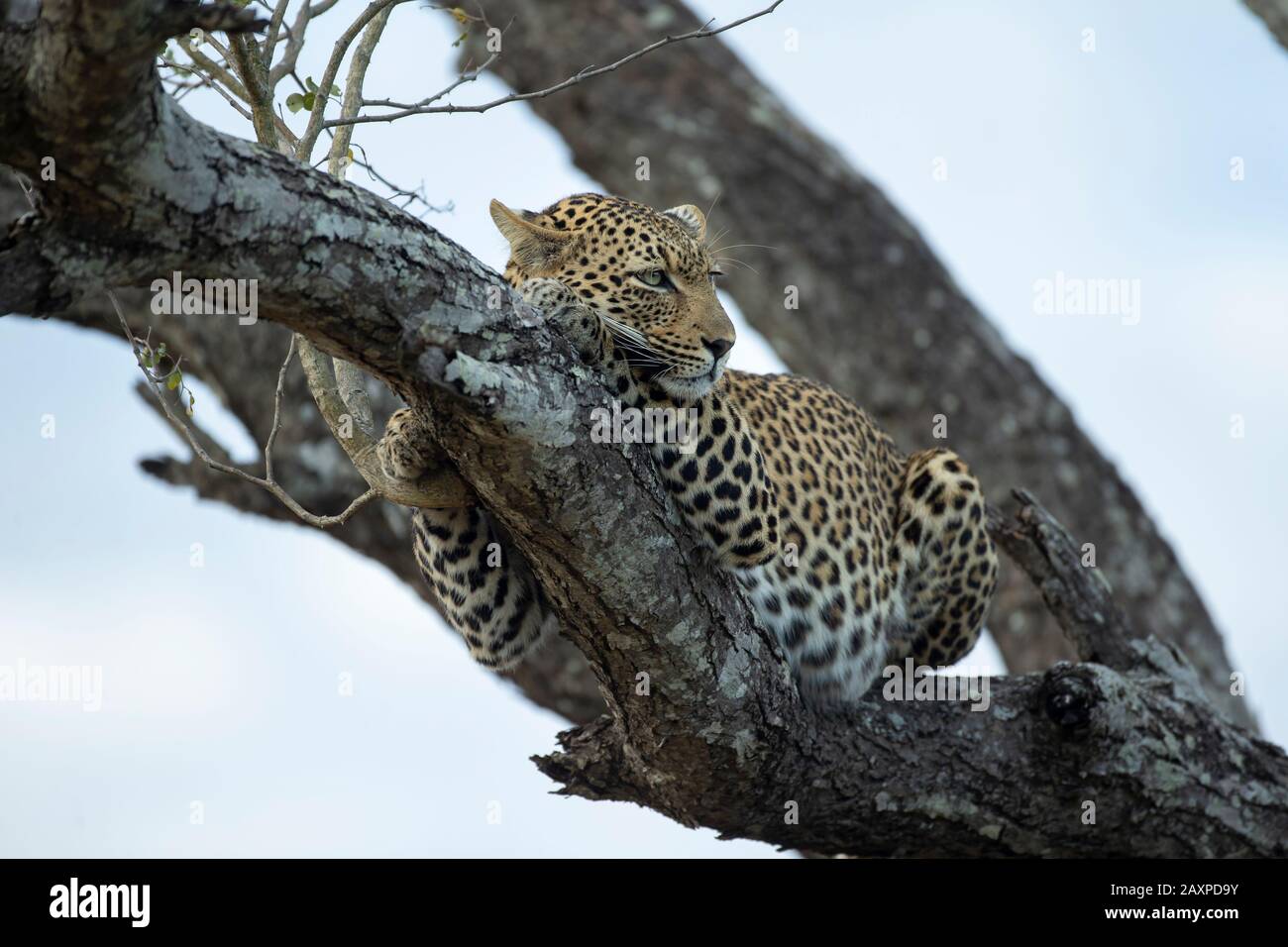African Leopard Tree High Resolution Stock Photography and Images - Alamy