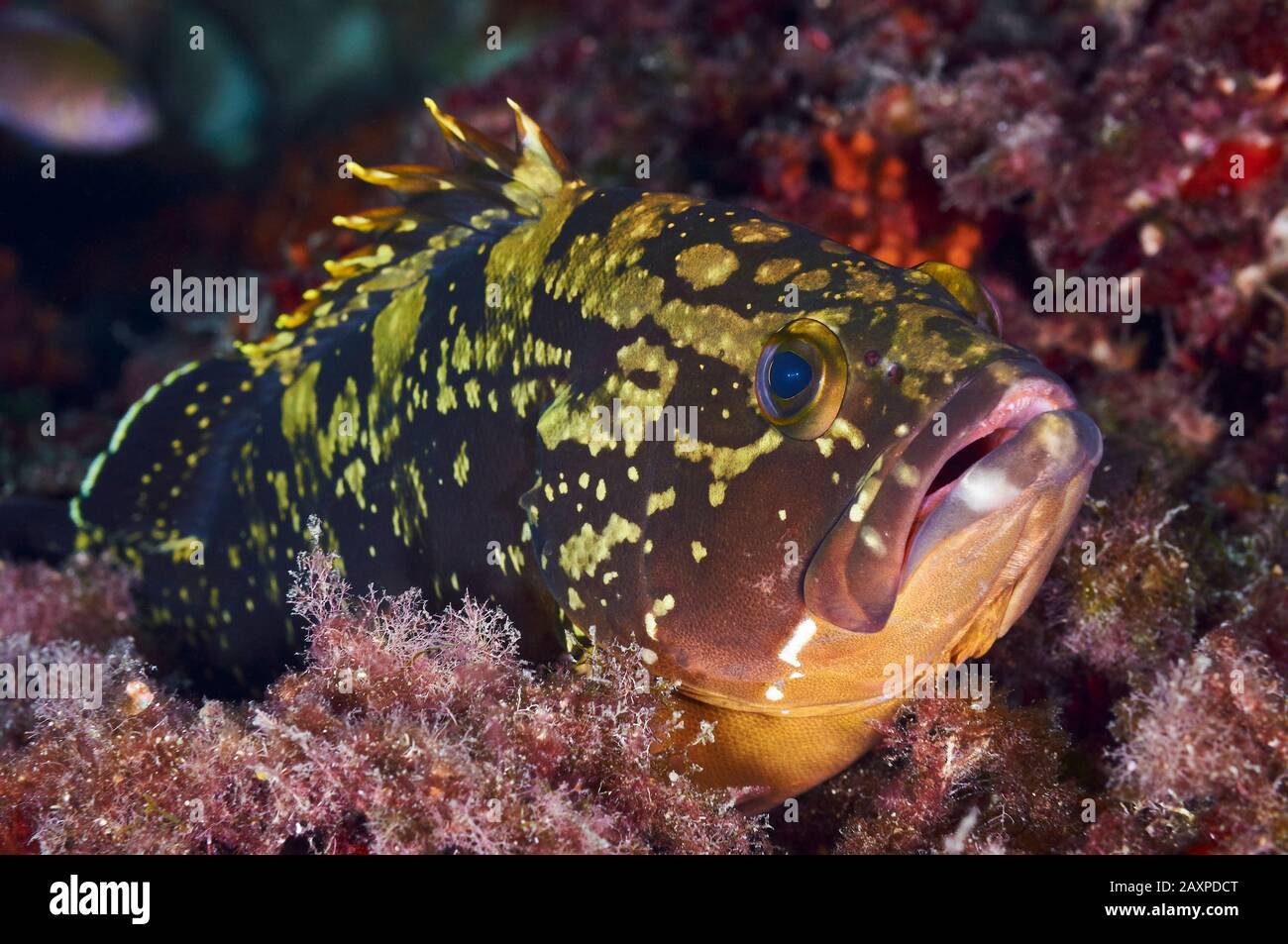 Yellowbelly rock cod hi-res stock photography and images - Alamy