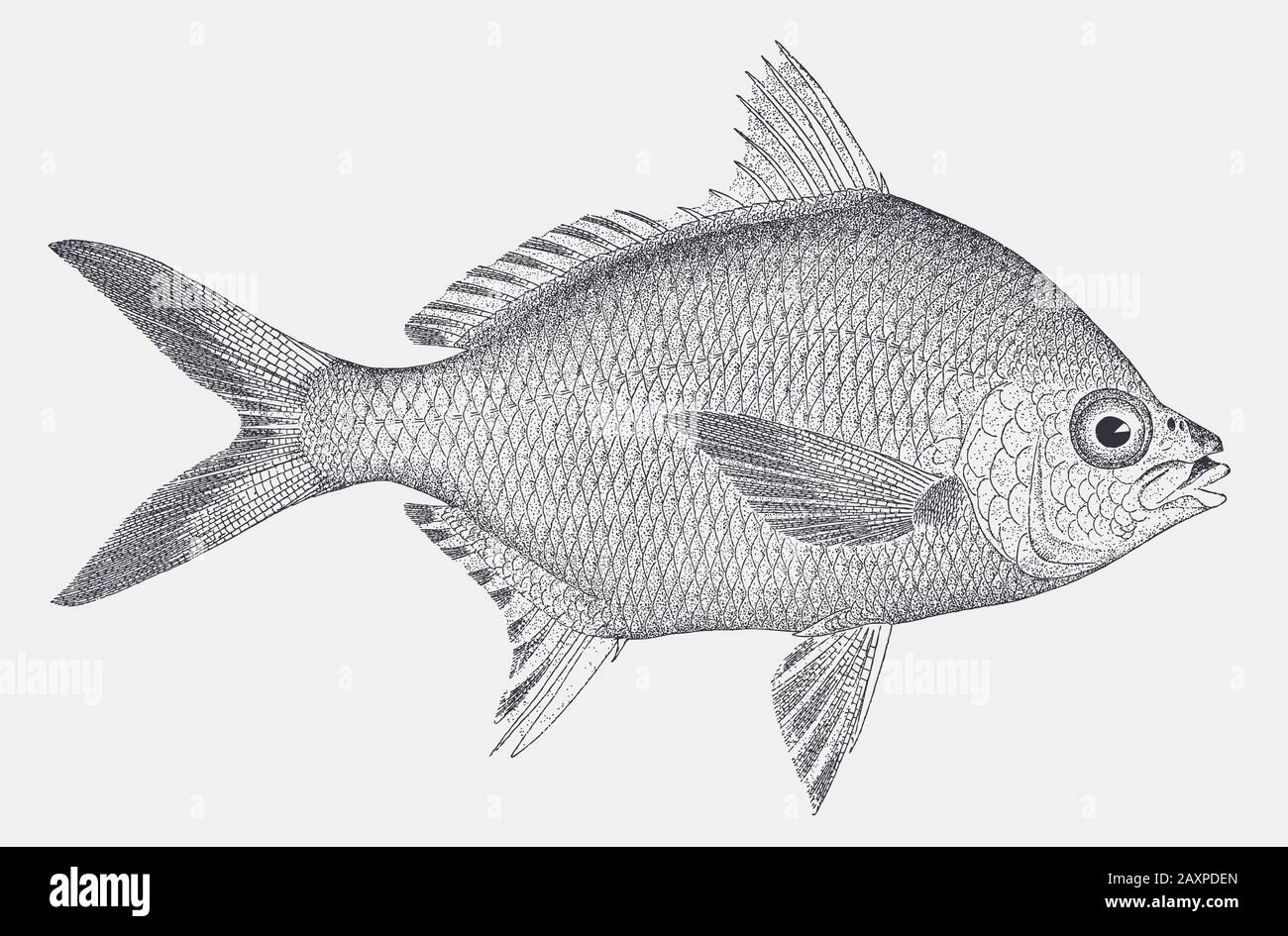 Irish mojarra, diapterus auratus, a fish from the atlantic in side view ...