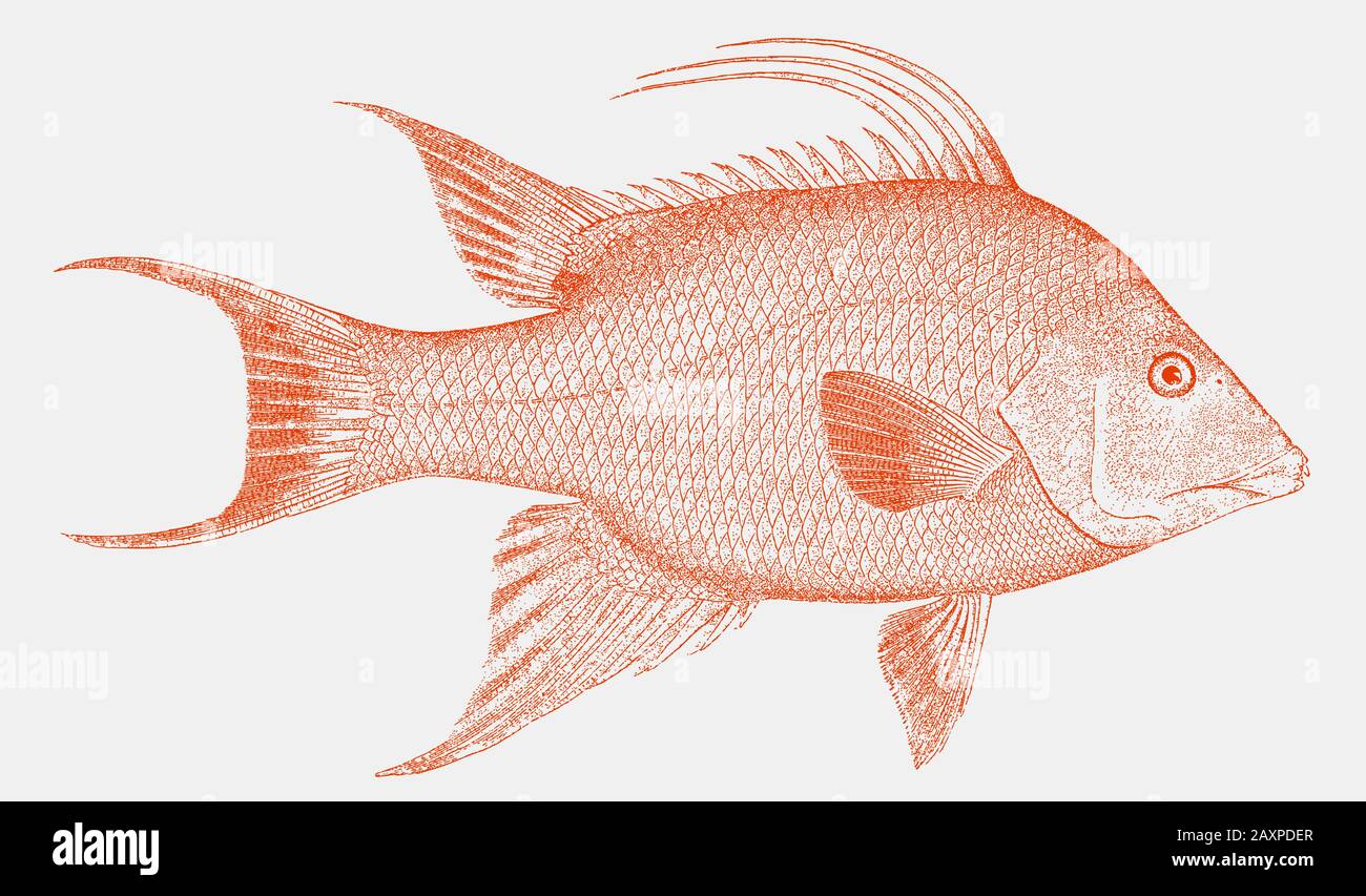 Hogfish Side View