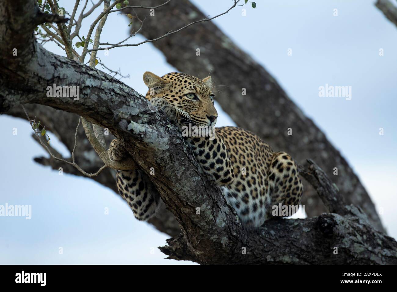 African Leopard Tree High Resolution Stock Photography and Images - Alamy