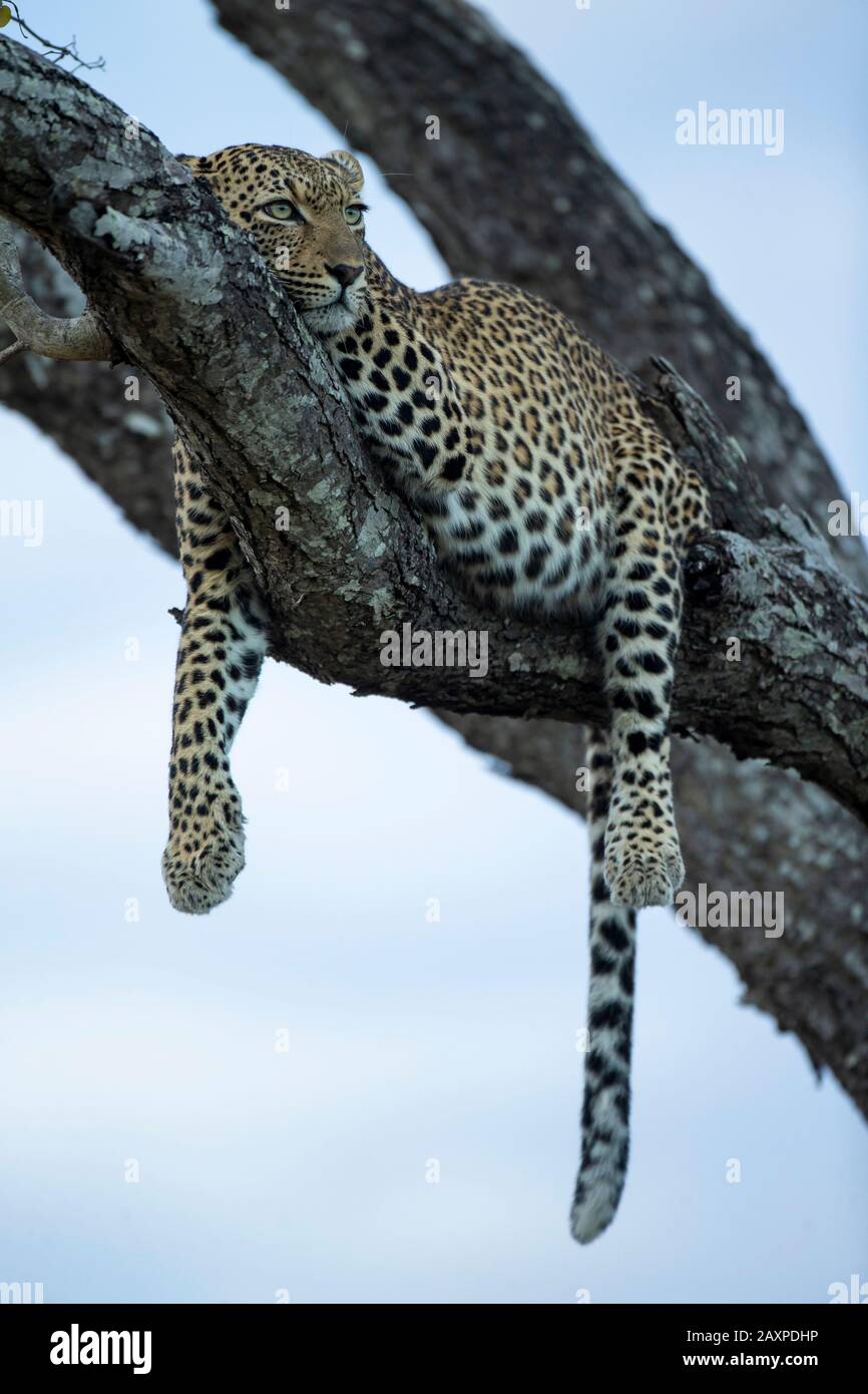 African Leopard Tree High Resolution Stock Photography and Images - Alamy