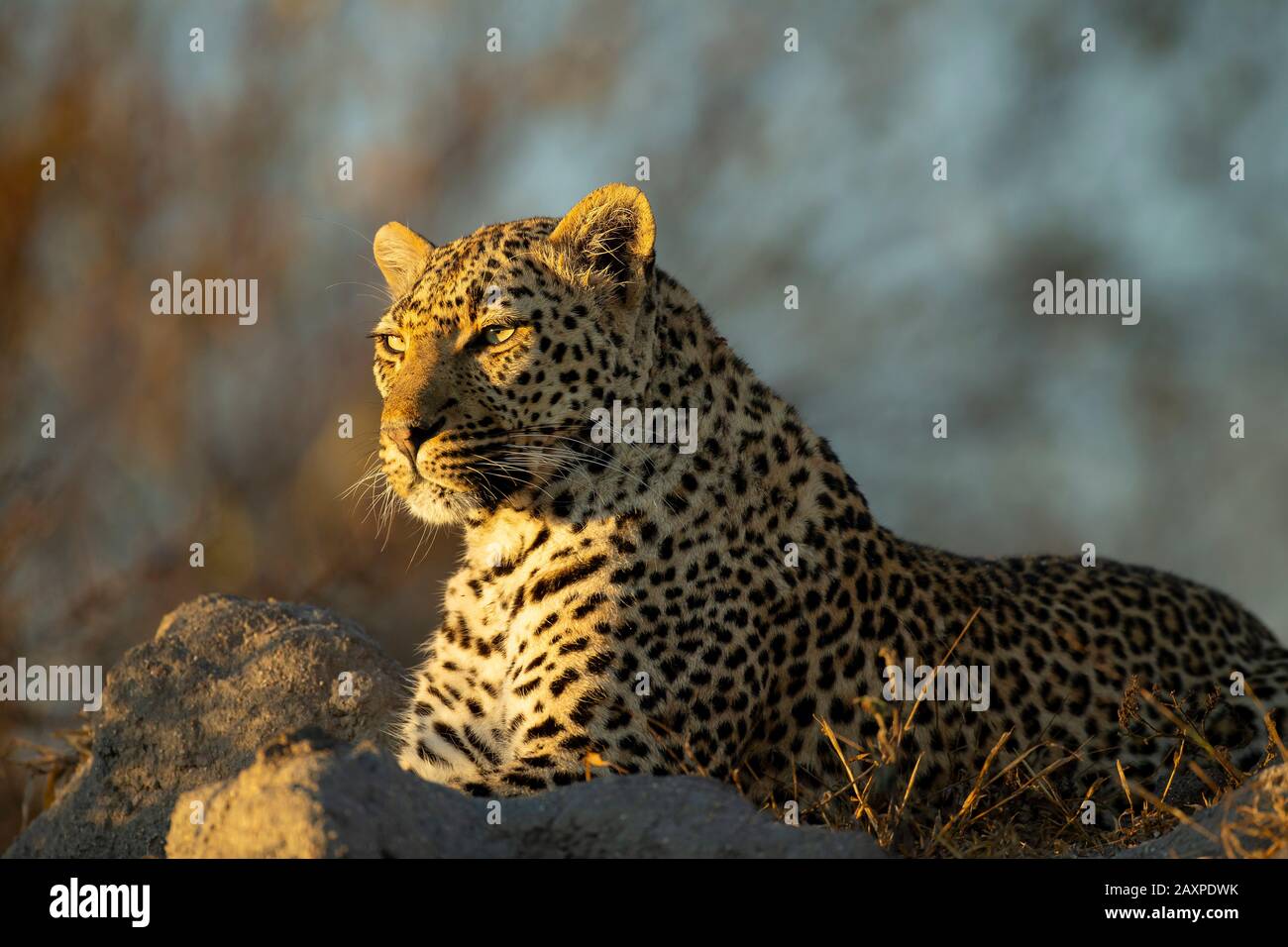 African leopard (Panthera pardus pardus) after sunrise Stock Photo - Alamy