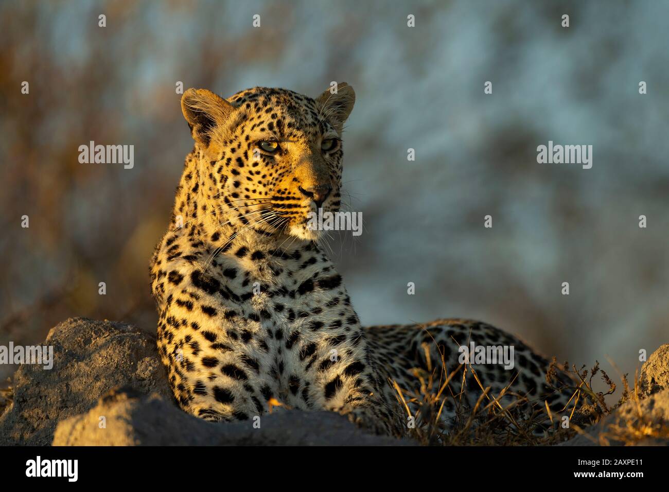African leopard panthera pardus pardus hi-res stock photography and ...