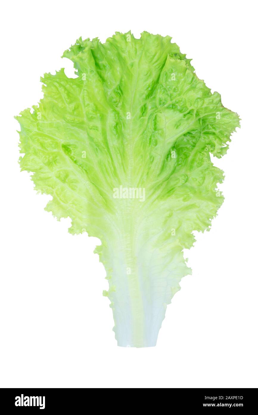 Salad leaf. Lettuce isolated on white background with clipping path ...