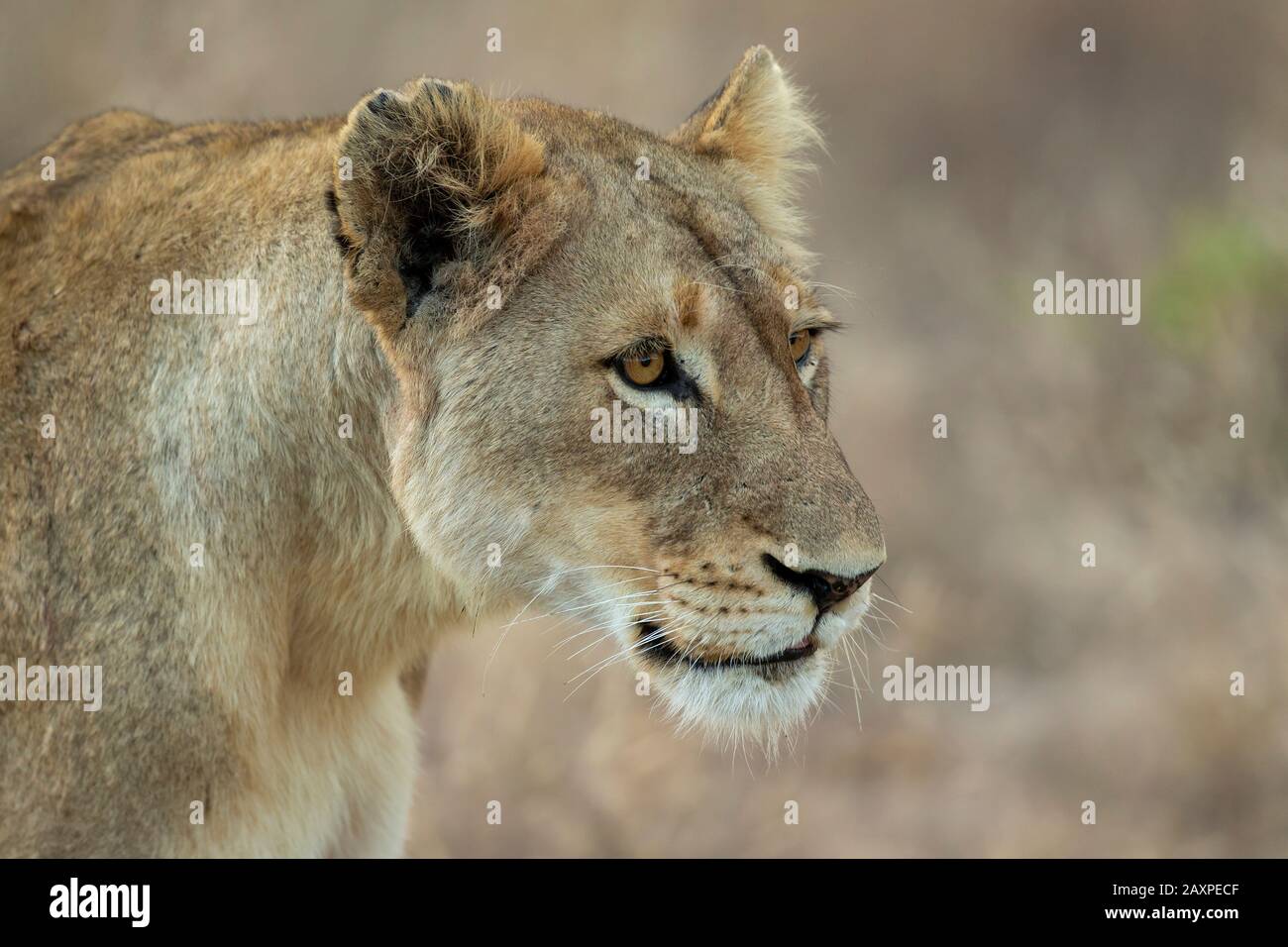 Lioness panthera leo close hi-res stock photography and images - Alamy