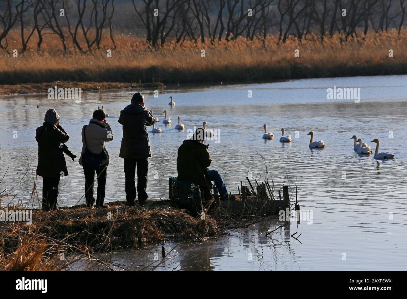 Swans in Suganuma lake,Ibaragi,Japan Stock Photo - Alamy