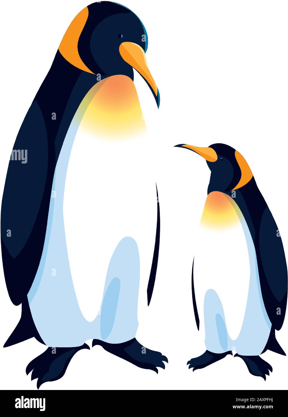 emperor penguins couple on white background vector illustration design ...