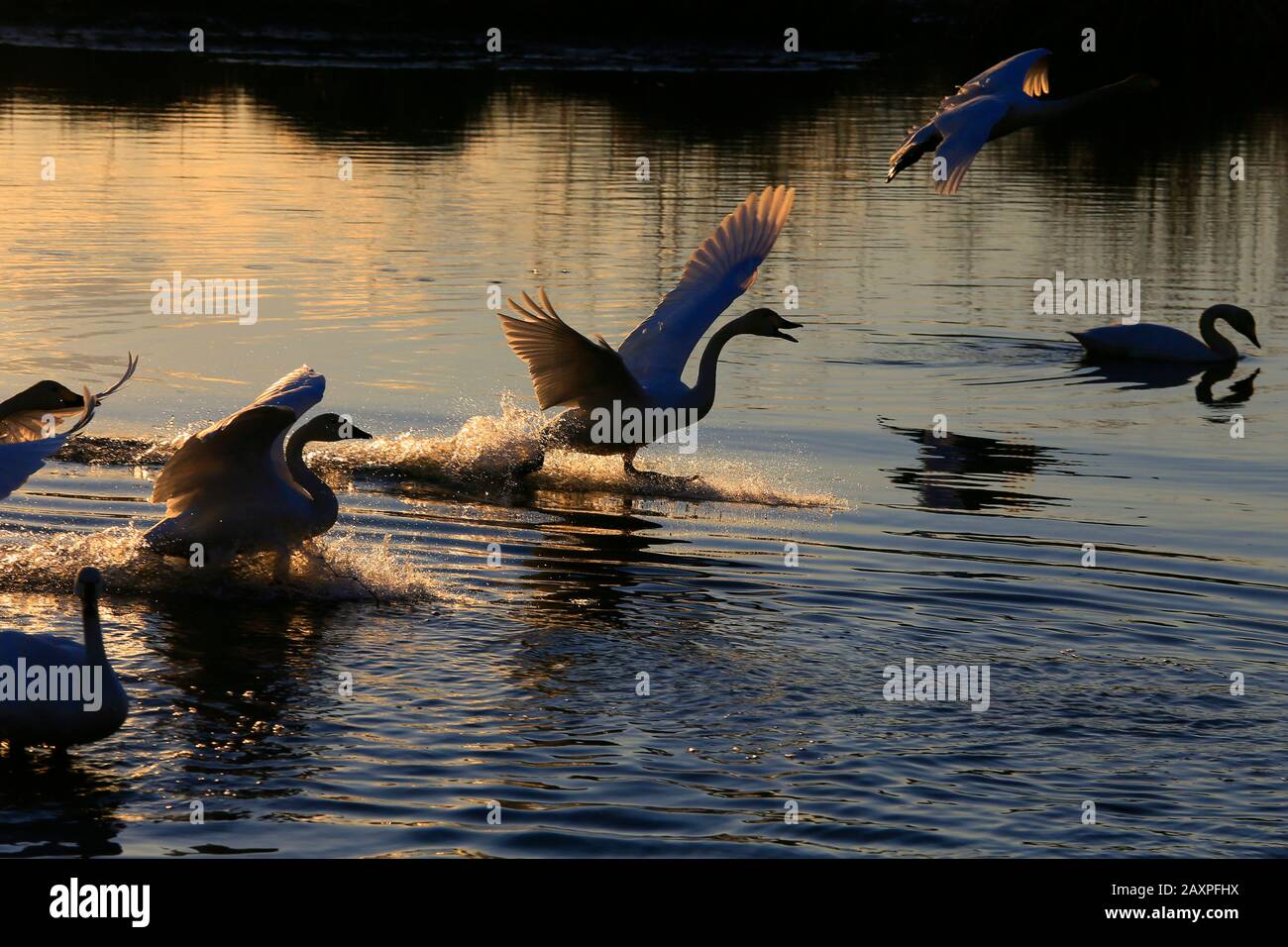 Swans in Suganuma lake,Ibaragi,Japan Stock Photo - Alamy