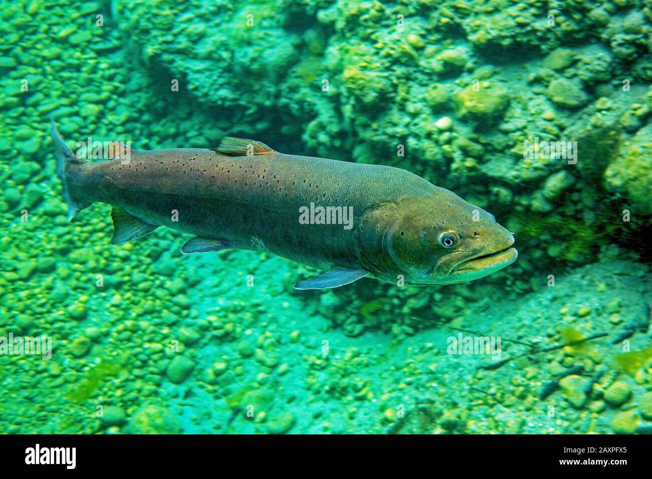 Huchen, Hucho hucho, under water photo Stock Photo - Alamy