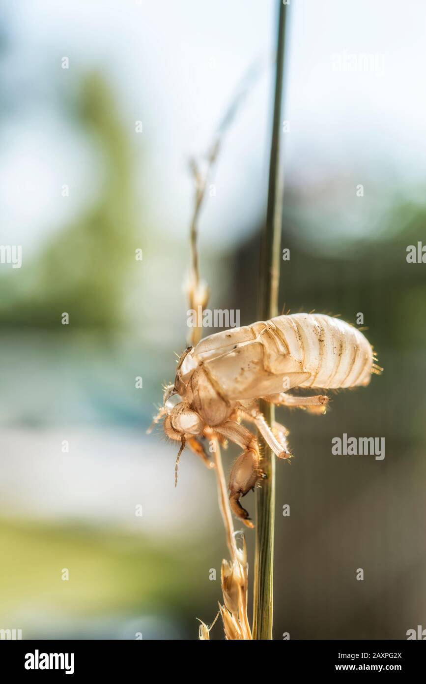 Close up view of cicada exoskeleton hi-res stock photography and images ...