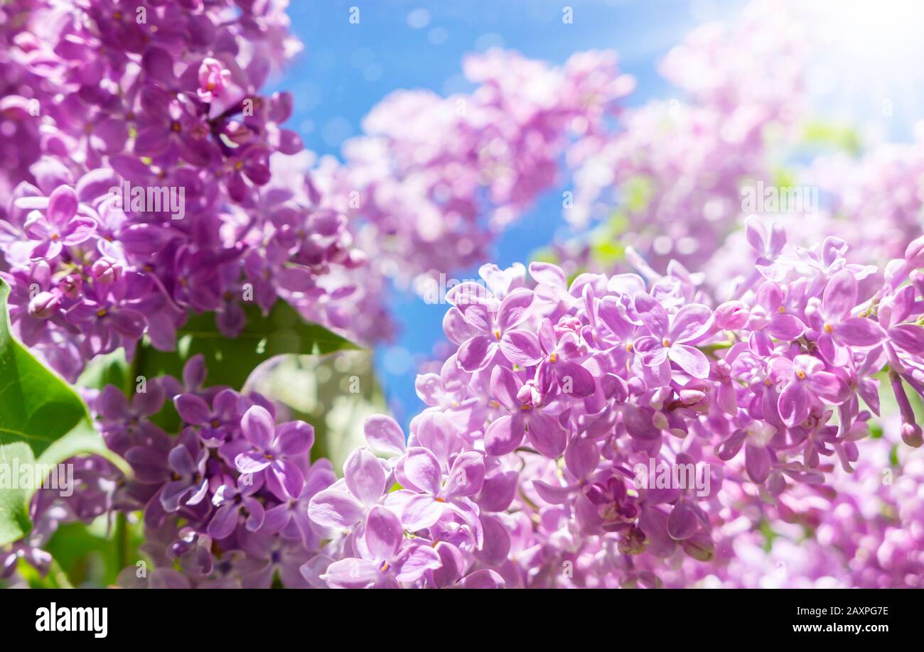 Lilac in the sunshine Stock Photo - Alamy