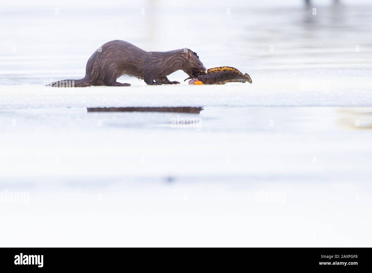 American mink caged hi-res stock photography and images - Alamy