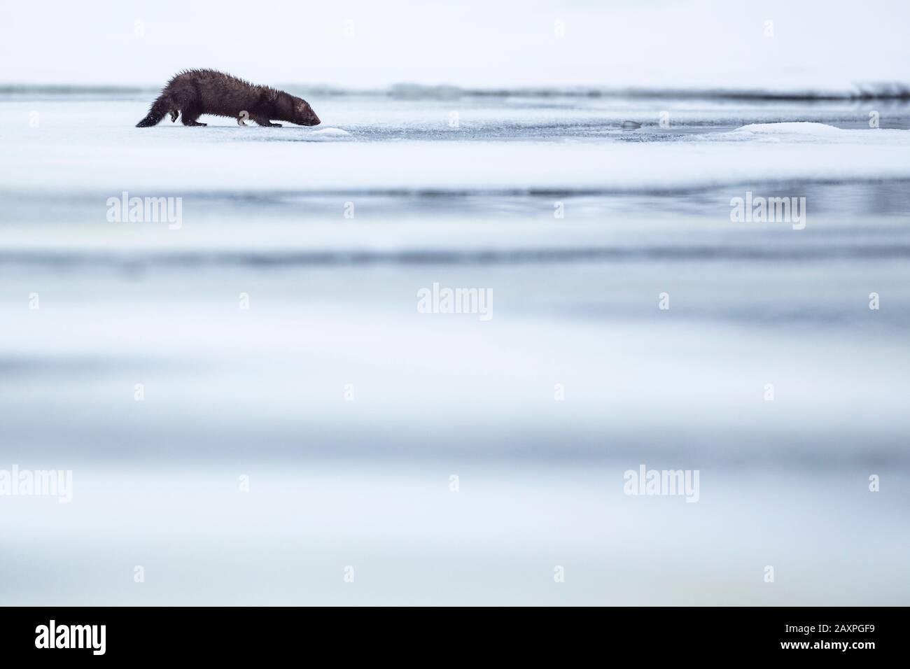 American mink fish hi-res stock photography and images - Alamy