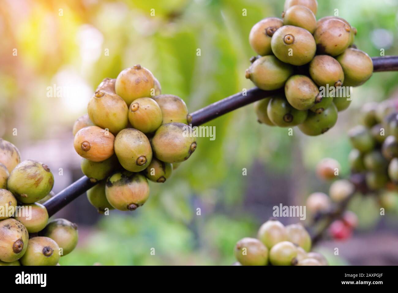Coffee beans ripening, fresh coffee beans on coffee tree Stock Photo ...