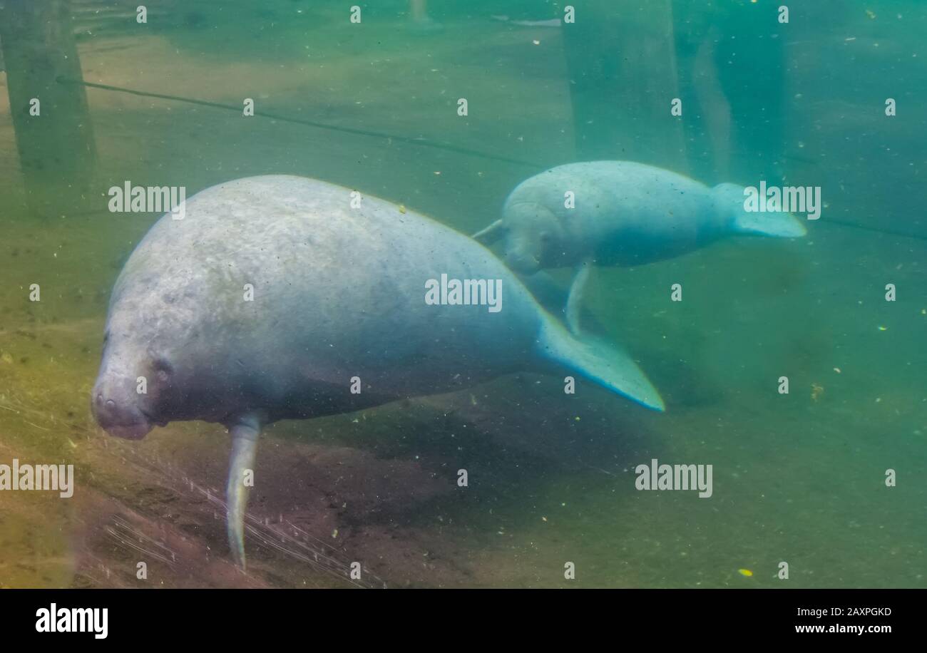 West indian manatee mother calf hi-res stock photography and images - Alamy