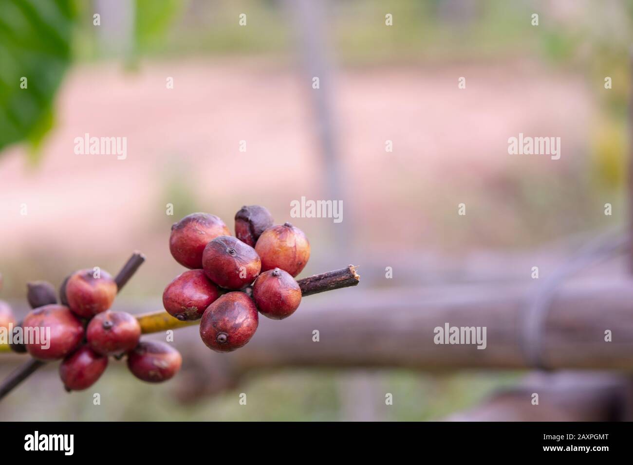 Coffee beans ripening, fresh coffee beans on coffee tree Stock Photo ...
