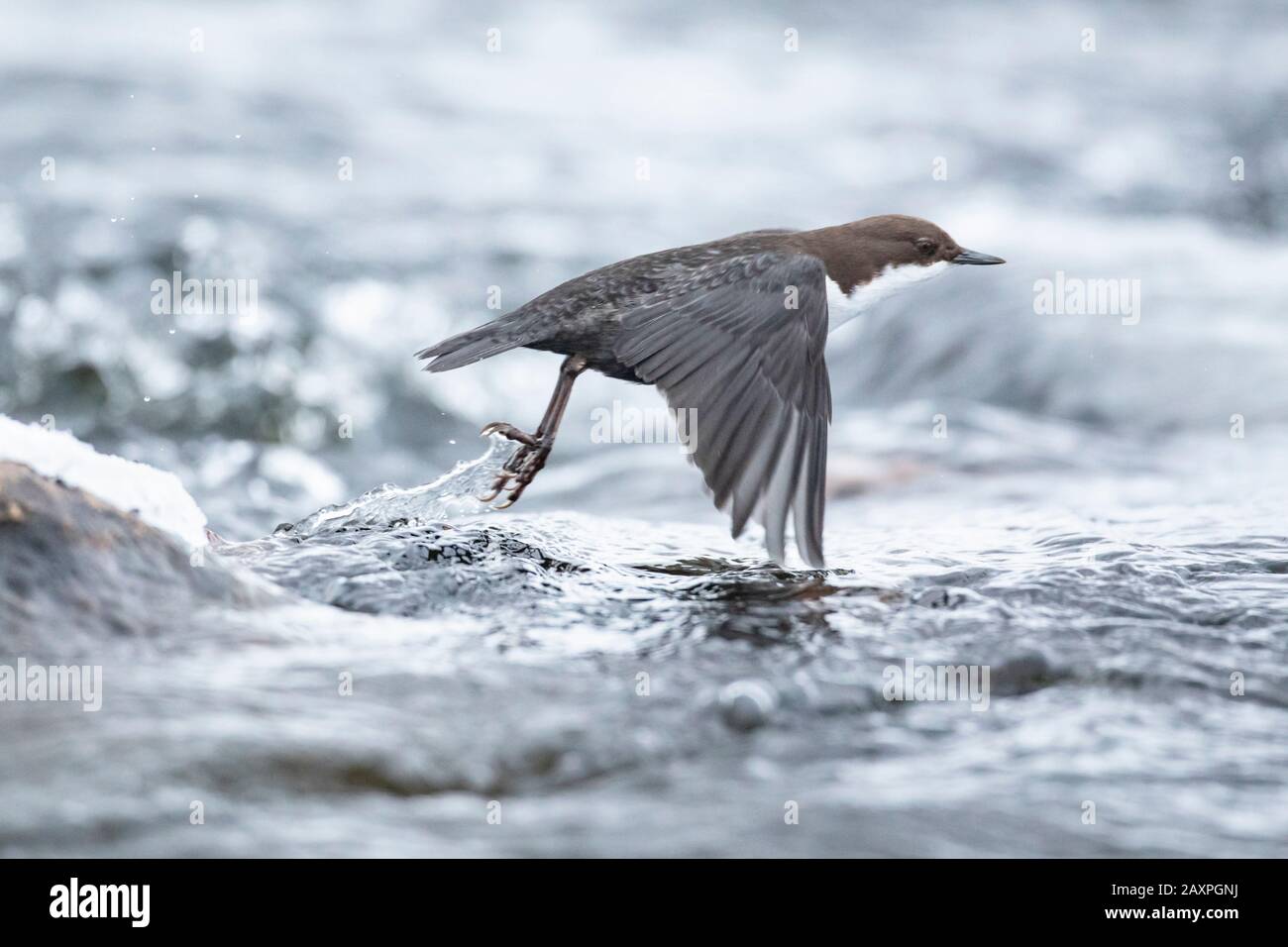 Dipper, Cinclus cinclus, flying Stock Photo - Alamy