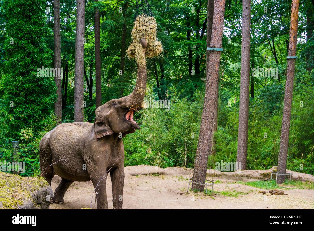 asian elephant grabbing hay, zoo animal feeding, Endangered animal ...