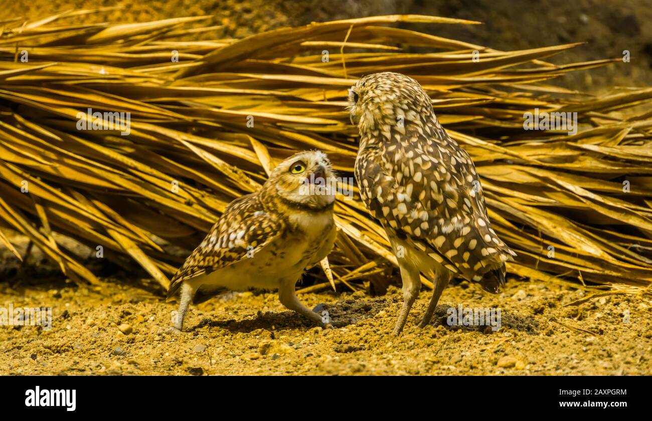 Owl social behavior hi-res stock photography and images - Alamy