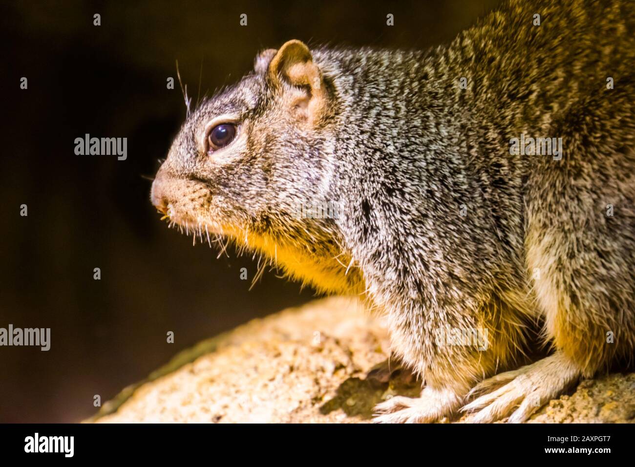 rock squirrel with its face in closeup, tropical rodent specie from ...