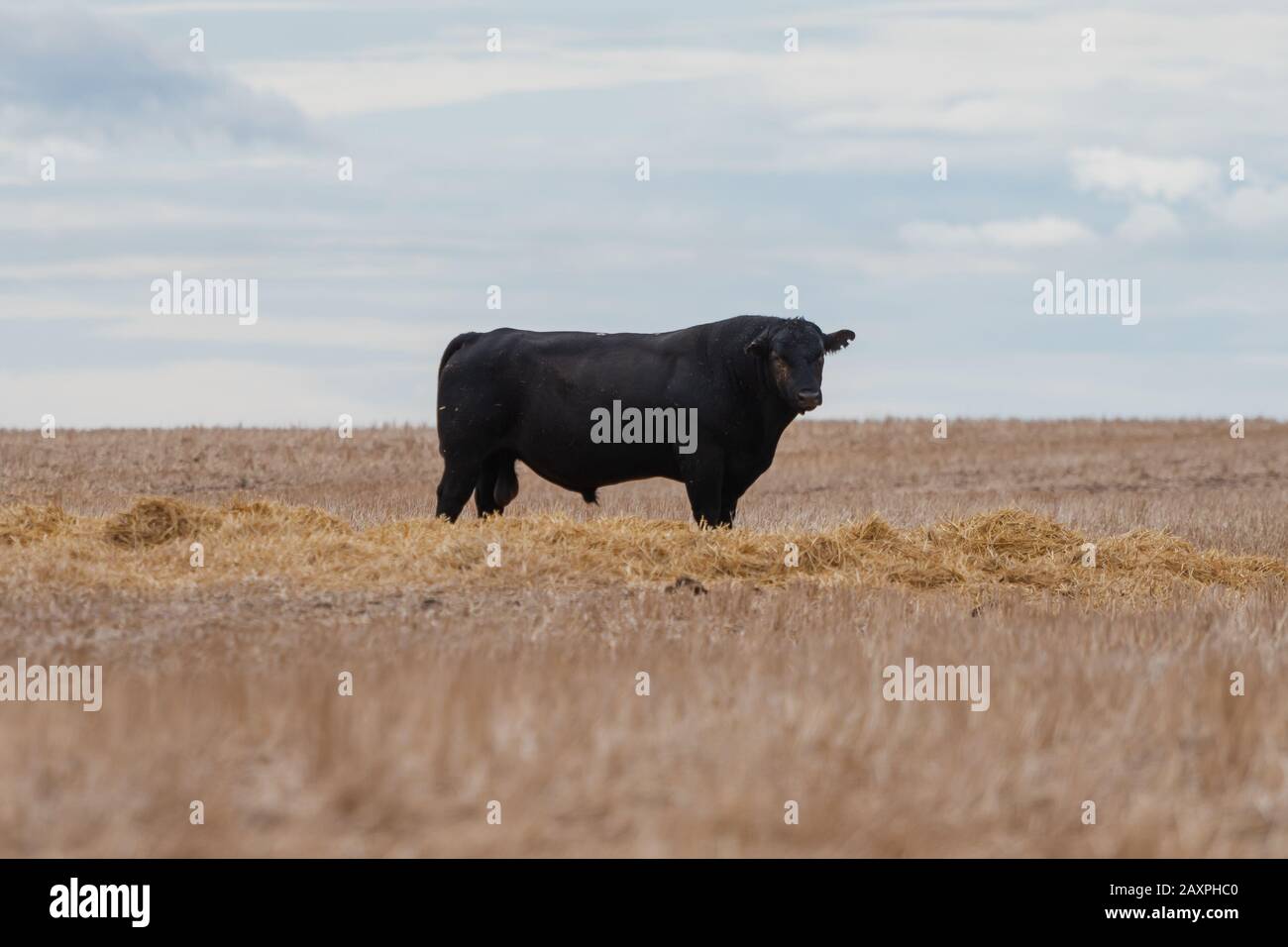 Angry bull farm hi-res stock photography and images - Alamy