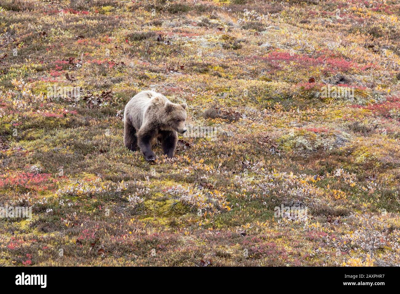 Grizzly Bear in Alaska in Autumn Stock Photo - Alamy