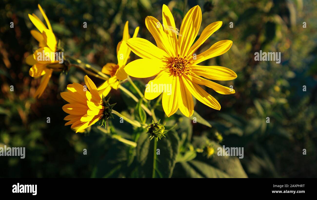 Coreopsis flower in the wild Stock Photo - Alamy