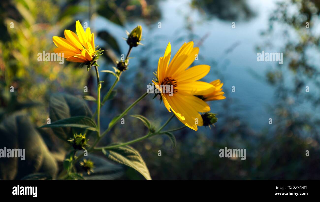 Coreopsis flower in the wild Stock Photo - Alamy