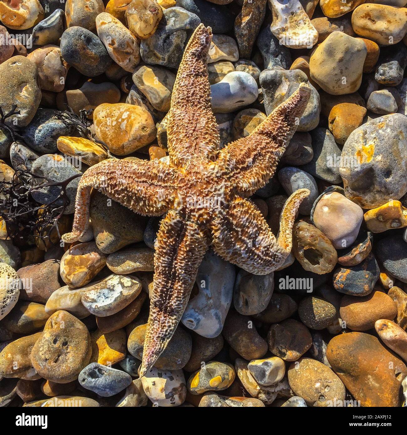 Asterias rubens beach hi-res stock photography and images - Alamy
