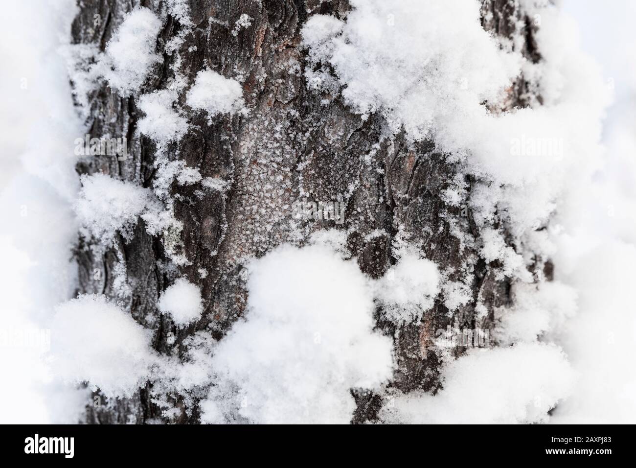 Finland, Lapland, winter, bark tree, snow, detail Stock Photo - Alamy