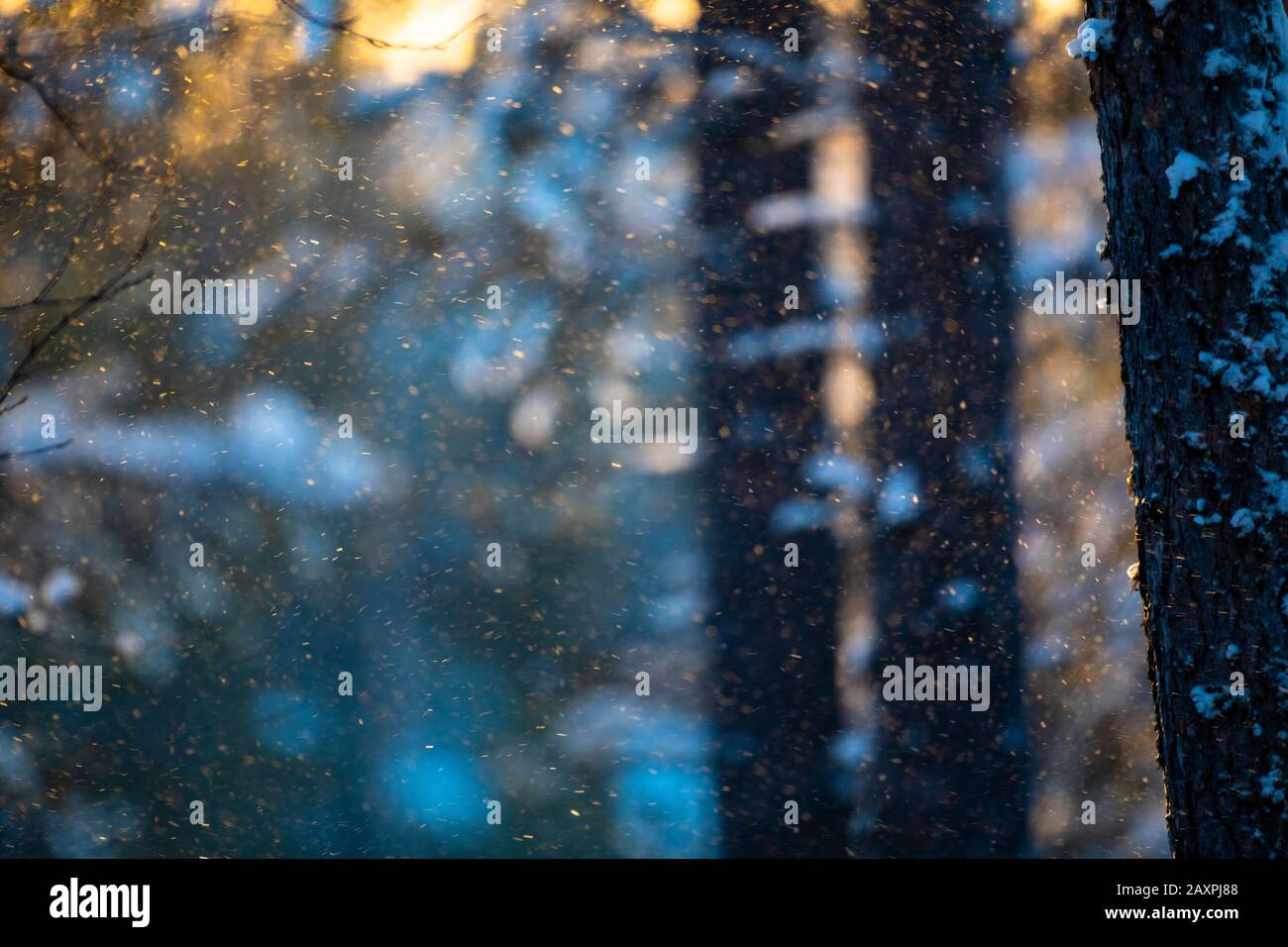 Finland, Lapland, winter, trickling snow, back light, golden Stock ...