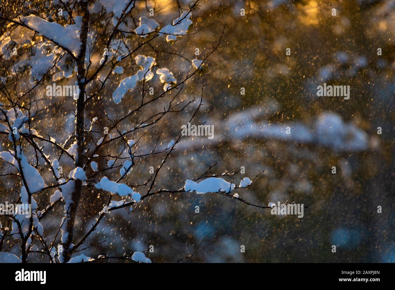 Finland, Lapland, winter, trickling snow, back light, golden Stock ...