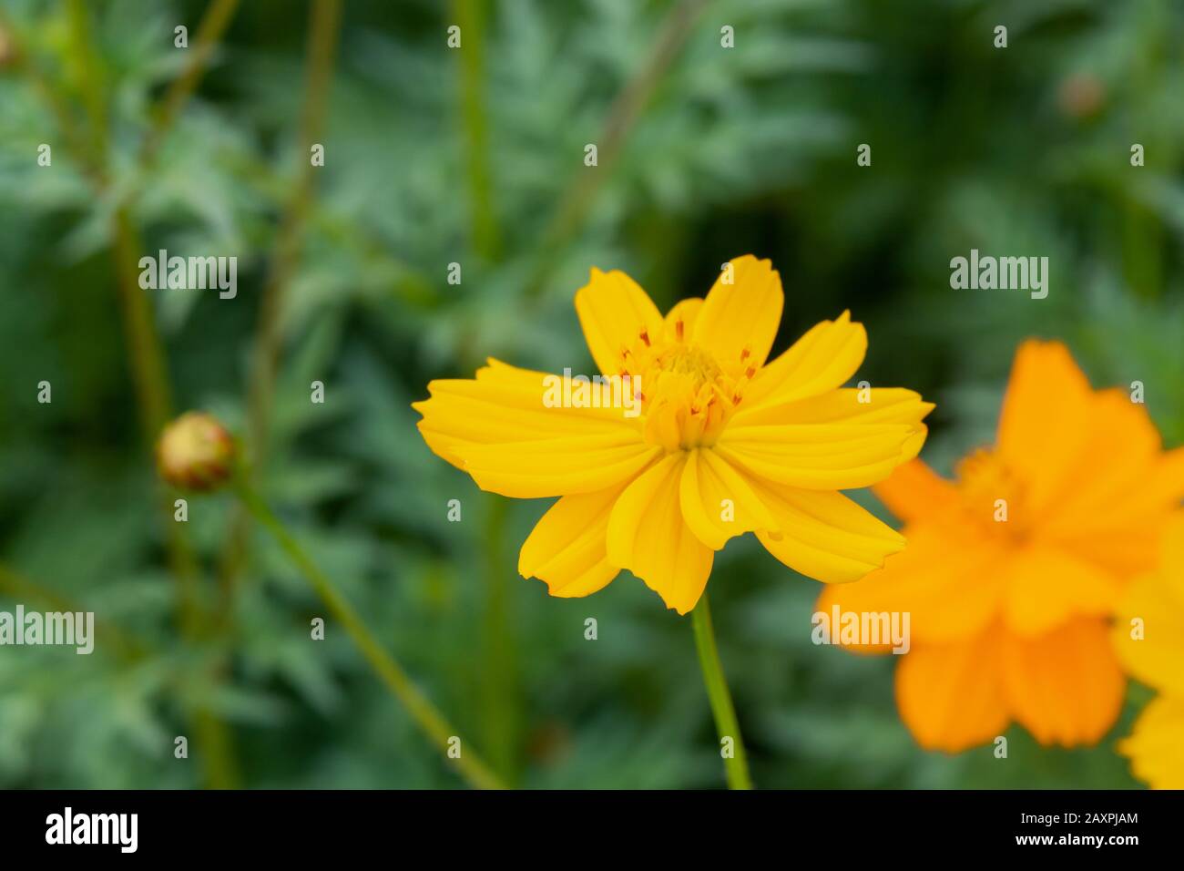 close up of summer sulfur Cosmos flower, yellow Cosmos flower Stock ...