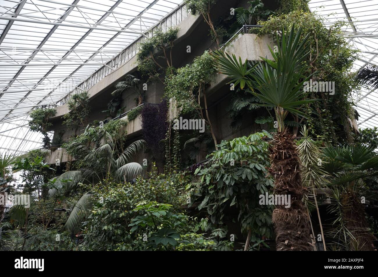 Tropical plants in the Barbican Conservatory, London Stock Photo - Alamy