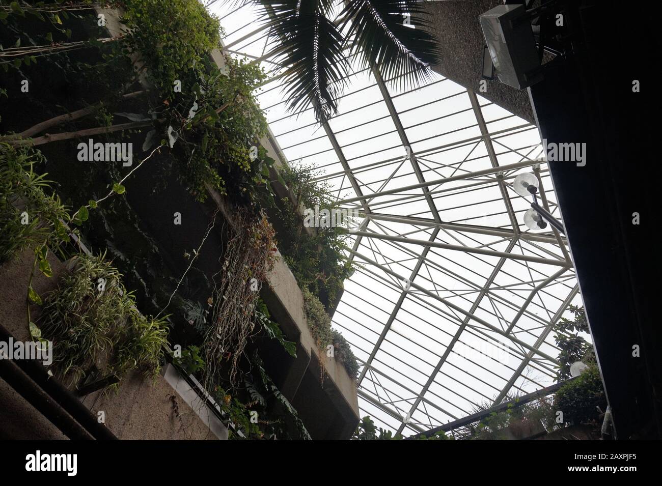Tropical plants in the Barbican Conservatory, London Stock Photo - Alamy