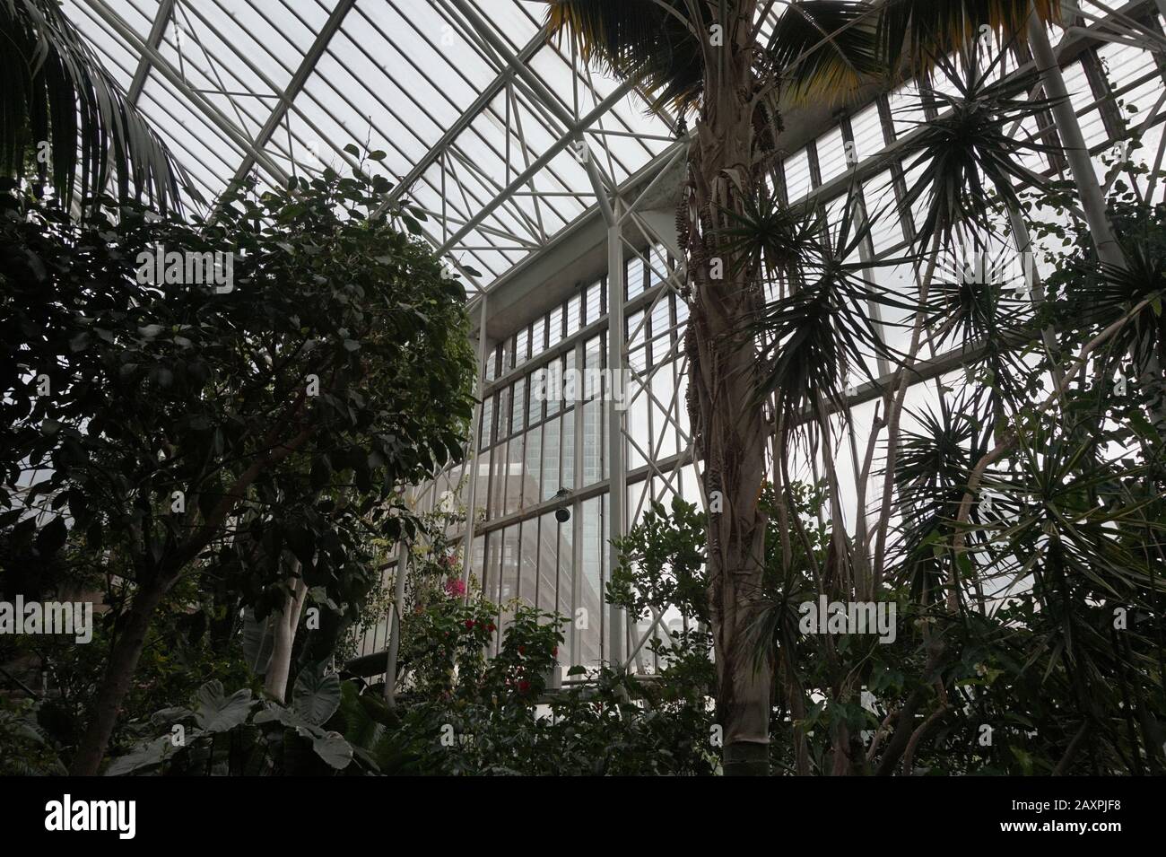 Tropical plants in the Barbican Conservatory, London Stock Photo - Alamy