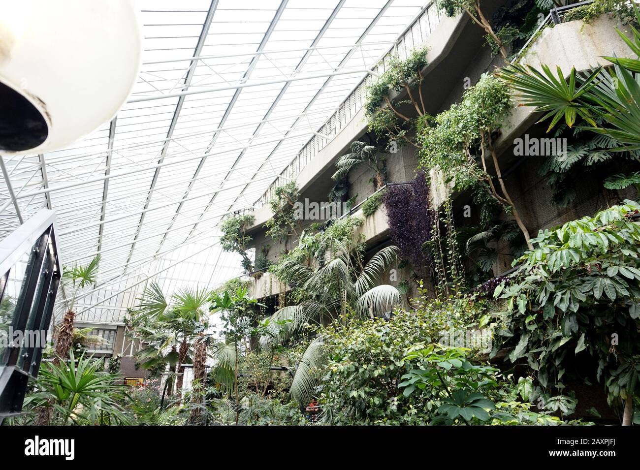 Tropical plants in the Barbican Conservatory, London Stock Photo - Alamy