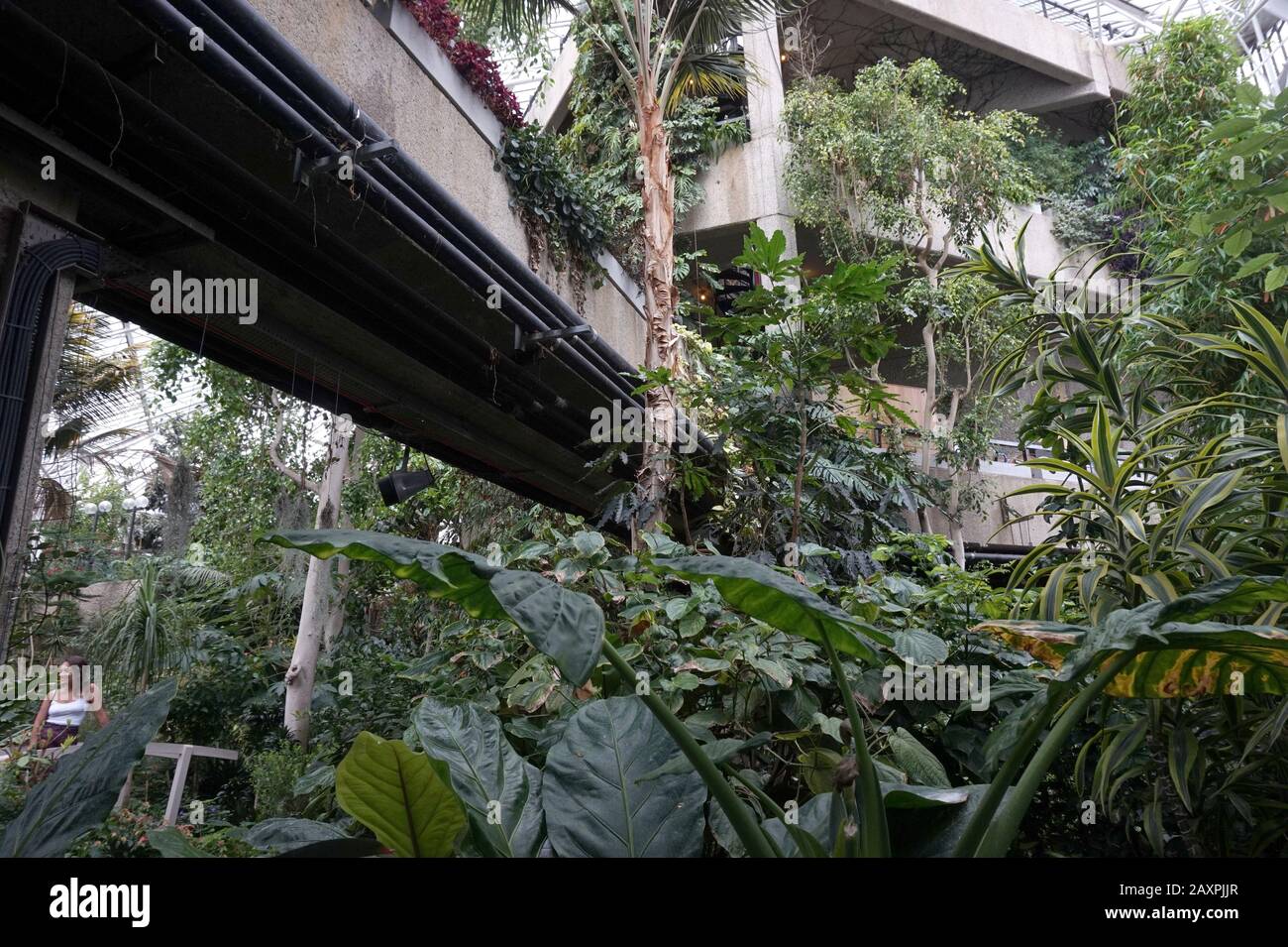 Tropical plants in the Barbican Conservatory, London Stock Photo - Alamy