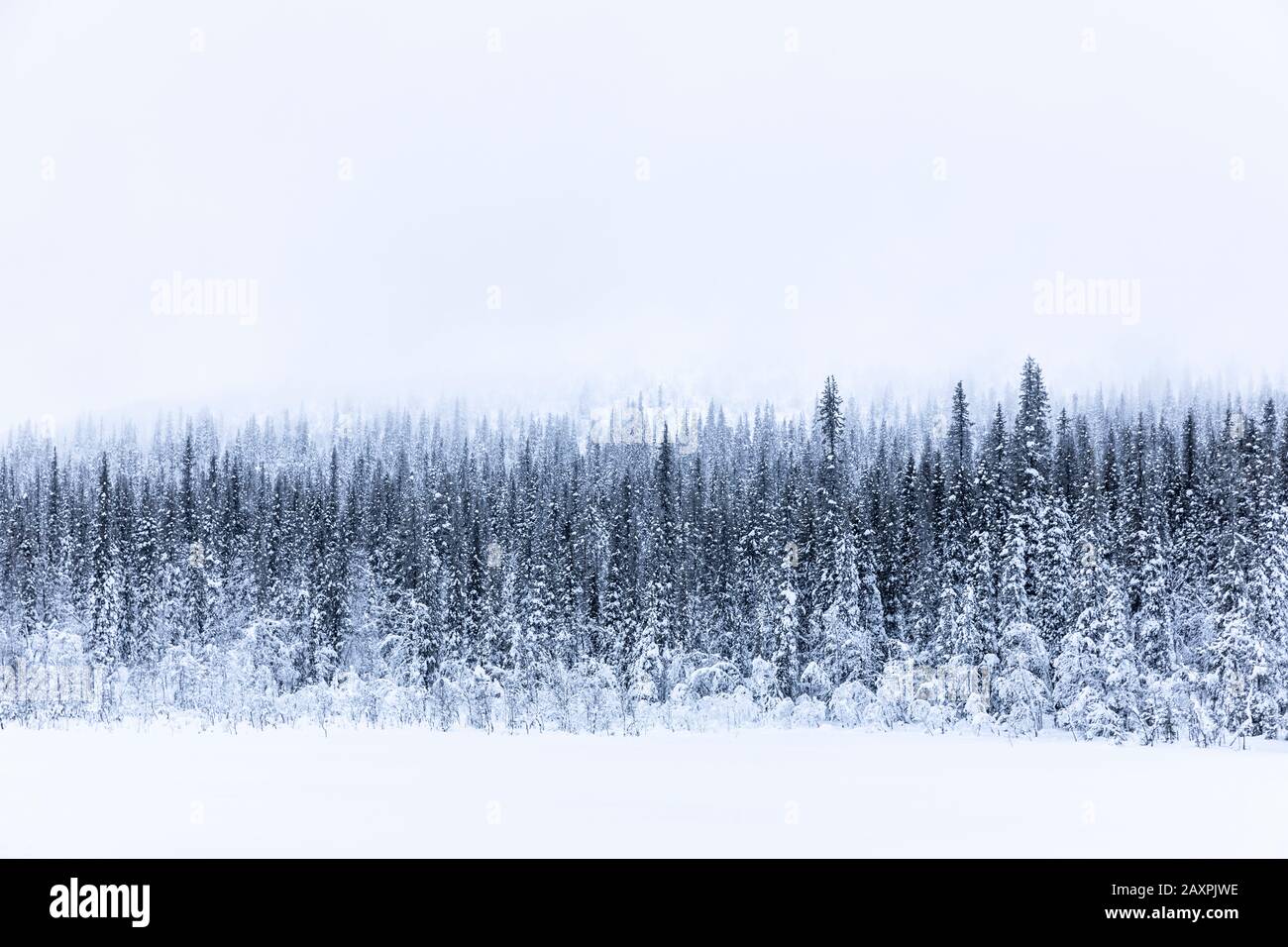 Finland, Lappland, winter, forest, snowy Stock Photo - Alamy