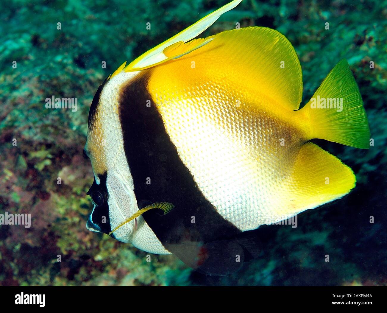 Masked Bannerfish High Resolution Stock Photography and Images - Alamy