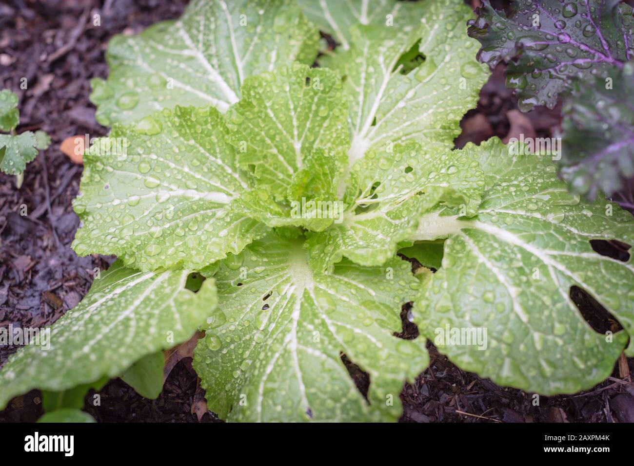 Garden red russian kale hi-res stock photography and images - Alamy