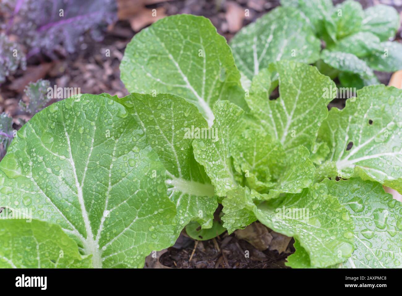 Chinese cabbage with water drops on green leaves in raised bed garden ...